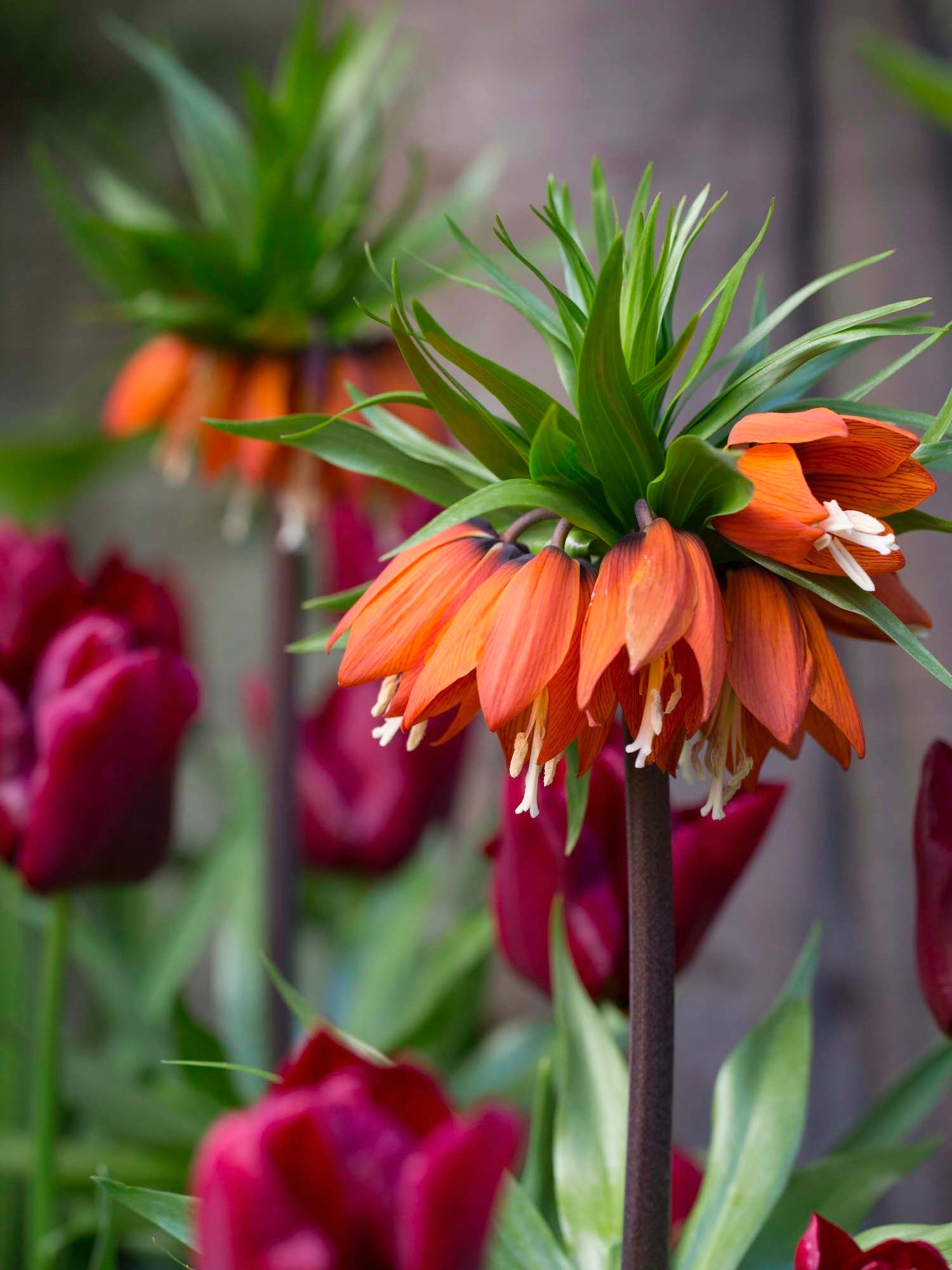 When And How To Plant Spring-Flowering Bulbs – Dan Cooper Garden