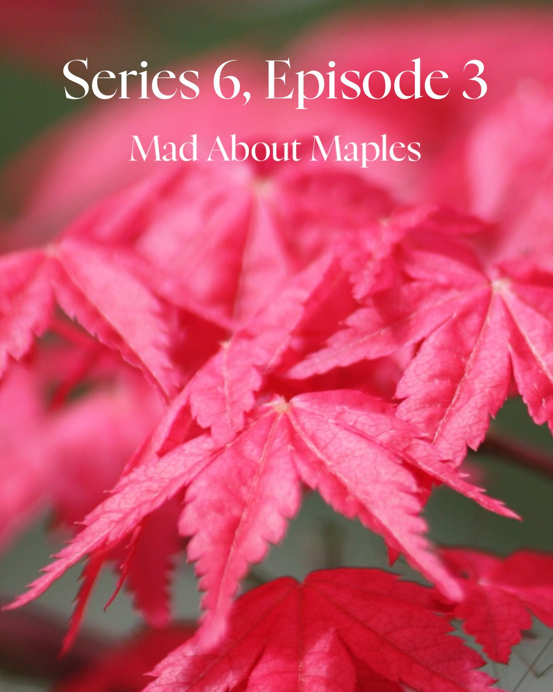 Mad About Maples – Dan Cooper Garden