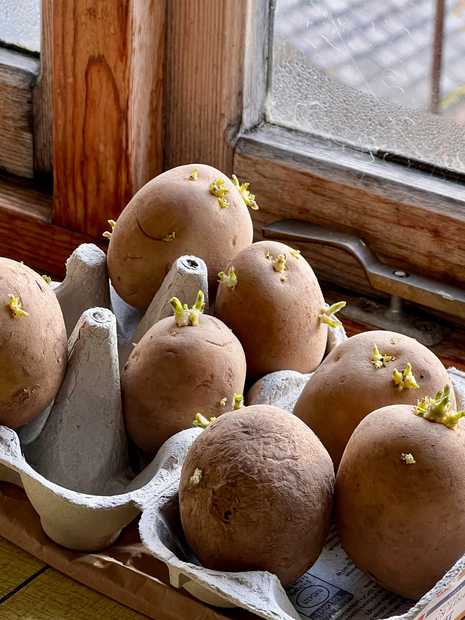 How to chit potatoes – Dan Cooper Garden