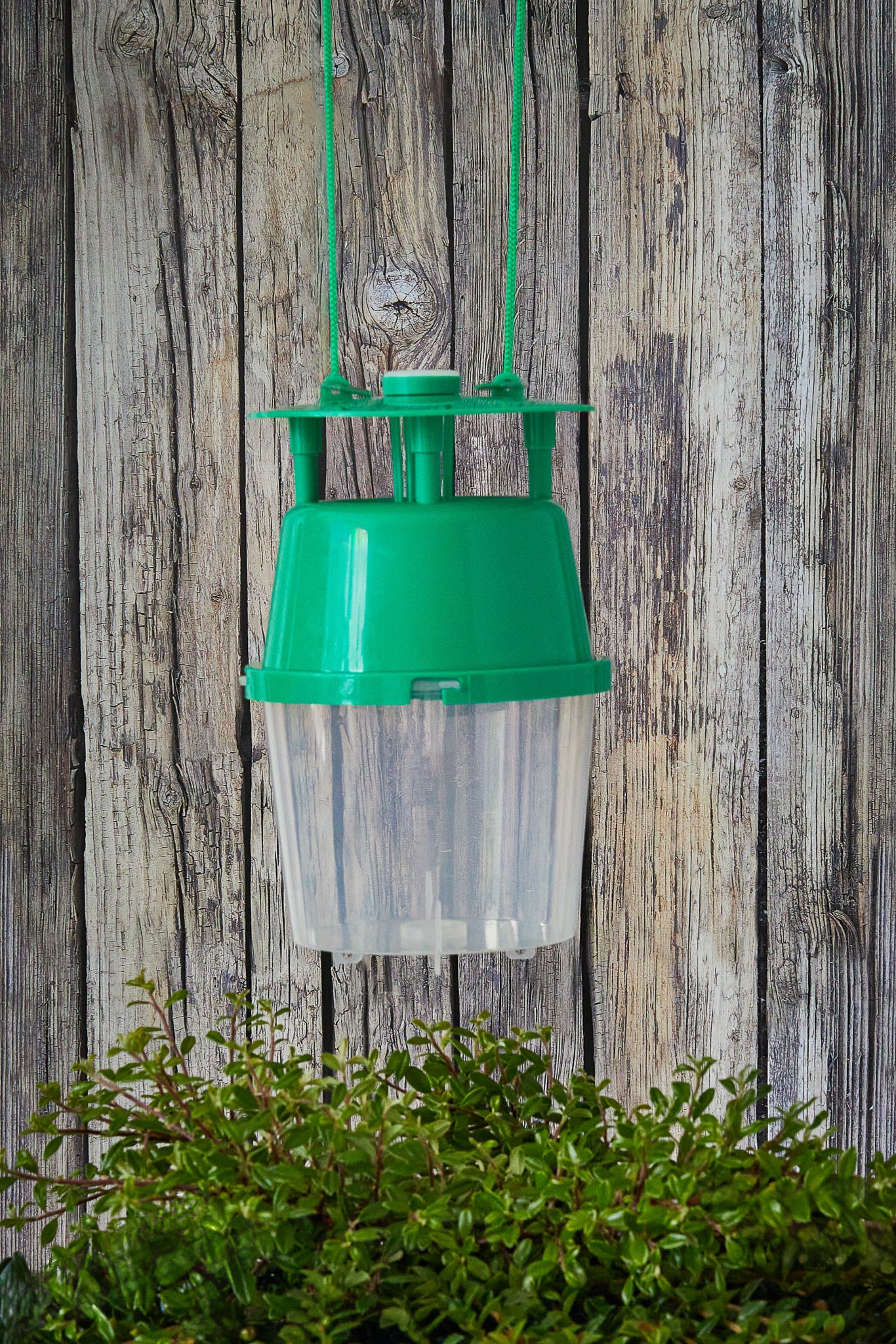 Compact Box Tree Moth Trap – Dan Cooper Garden