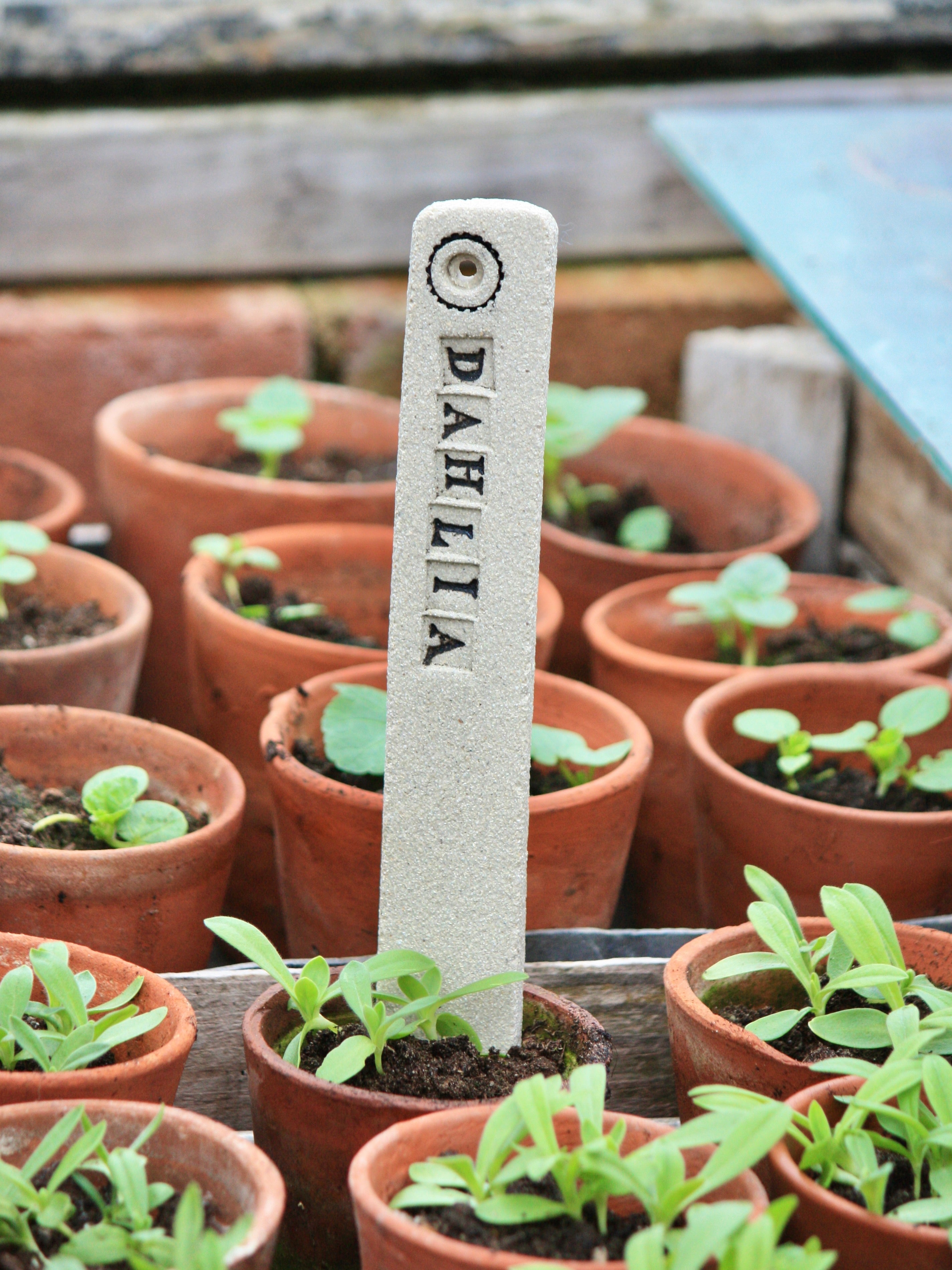 'Dahlia' Handmade Stoneware Plant Label – Dan Cooper Garden