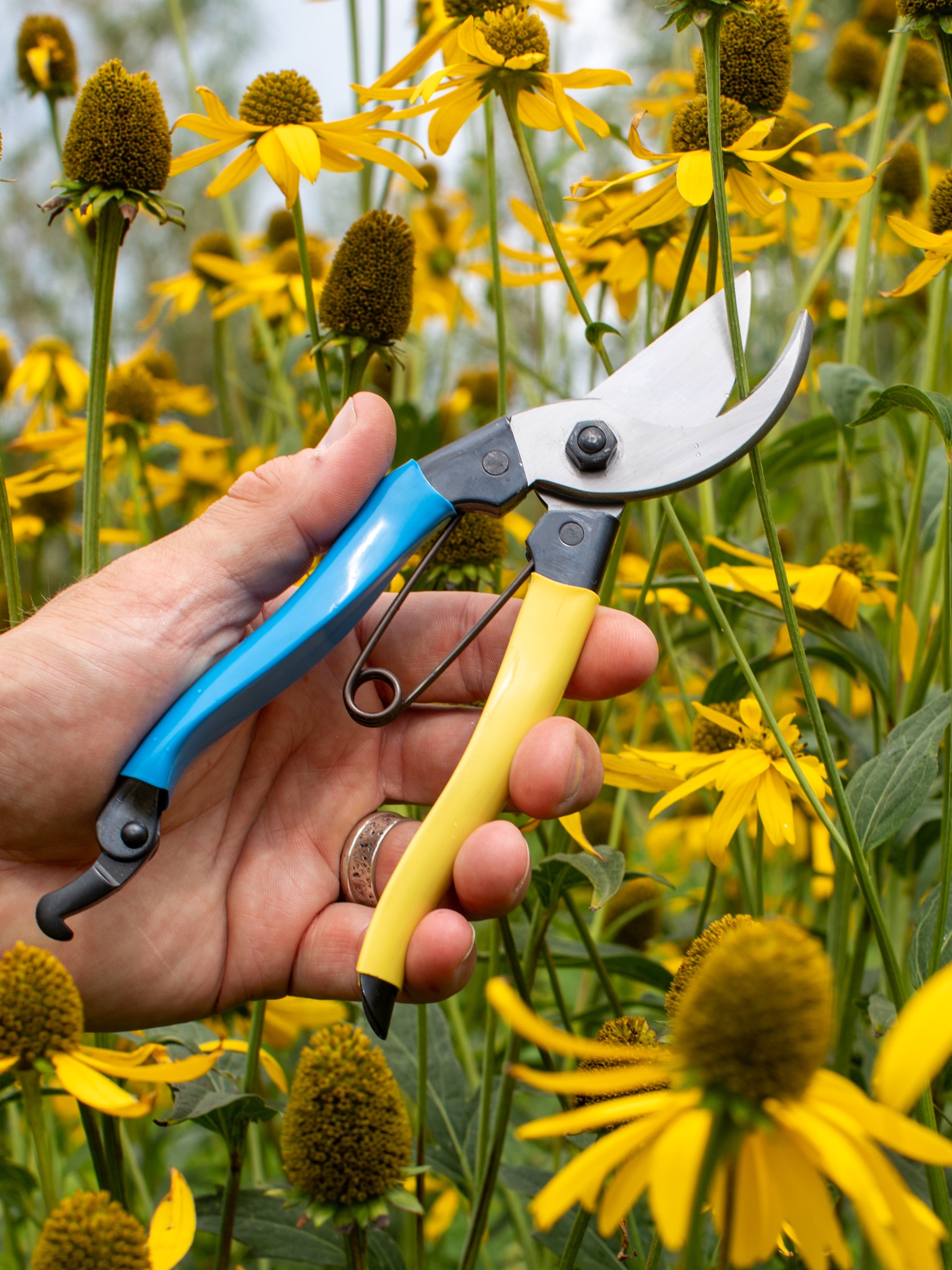 Niwaki Mainichi Secateurs - Left Handed – Dan Cooper Garden