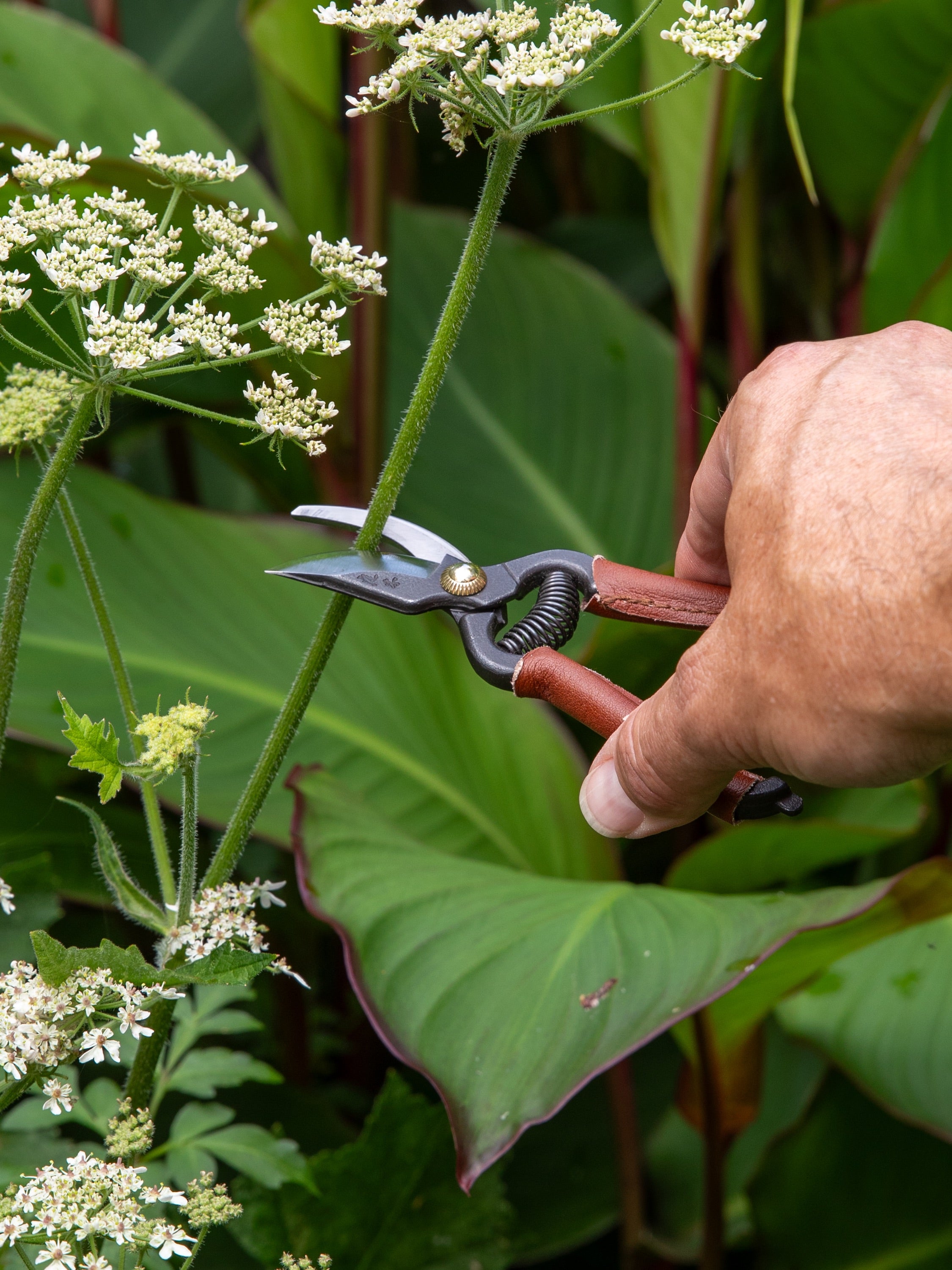 Niwaki Mini Secateurs – Dan Cooper Garden