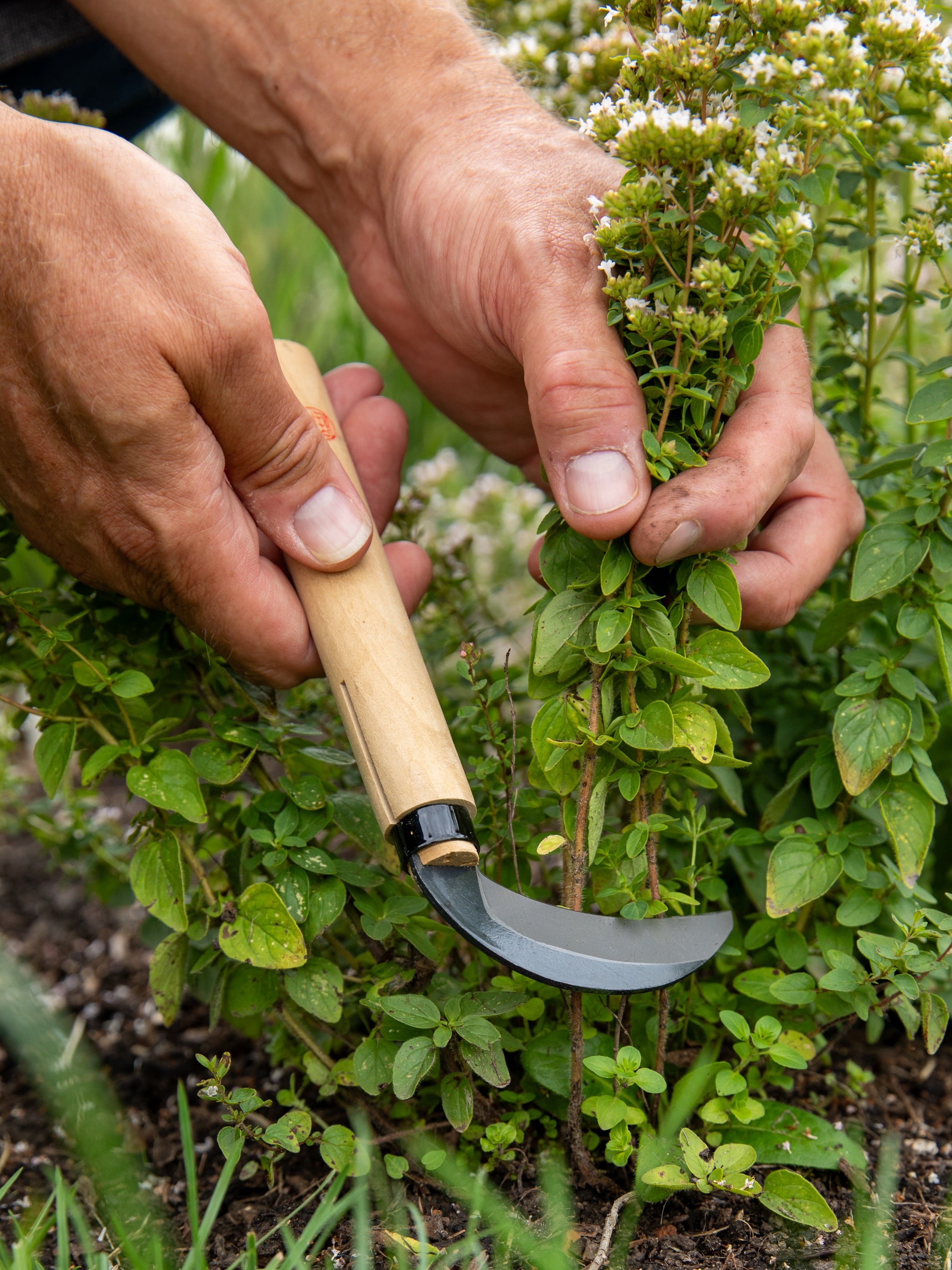 Niwaki Mini Sickle – Dan Cooper Garden