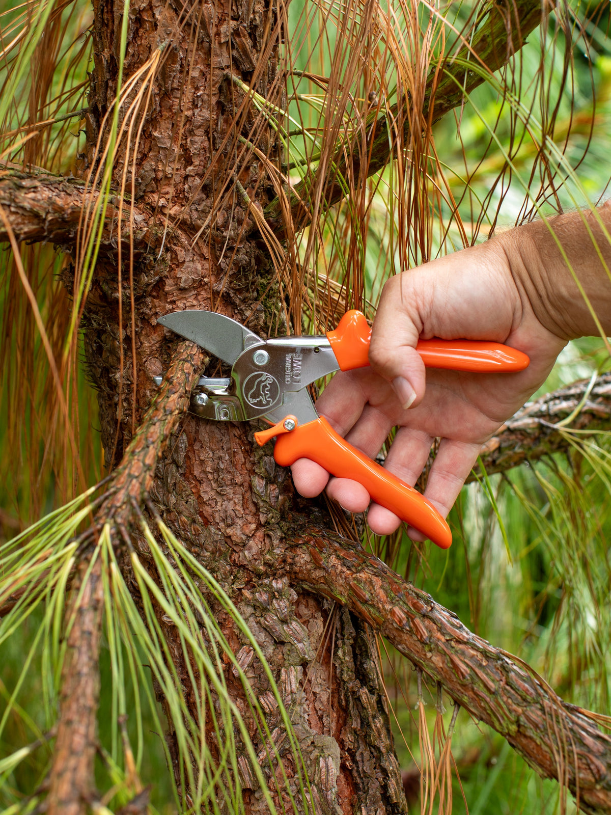 Original LÖWE 1.104, The Original Anvil Secateurs – Dan Cooper Garden