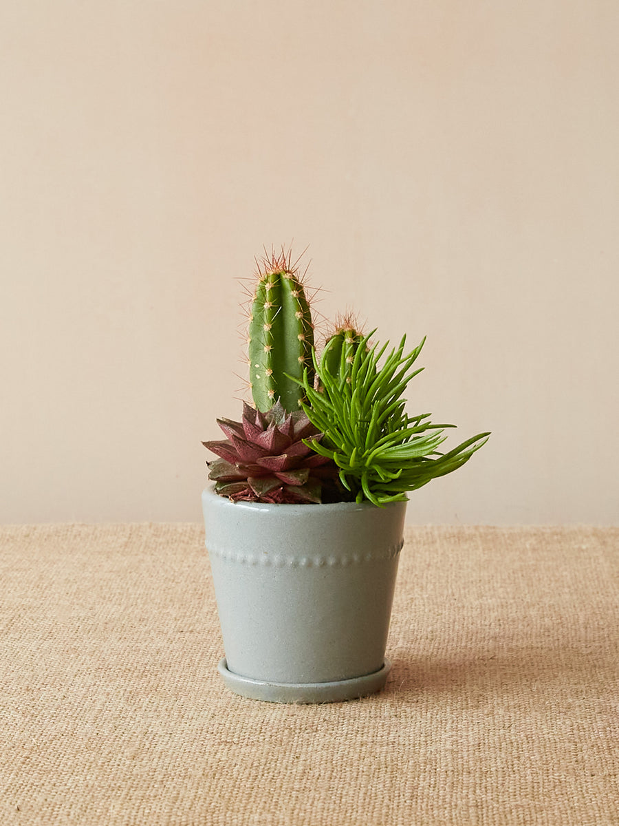 Pots & Planters – Dan Cooper Garden