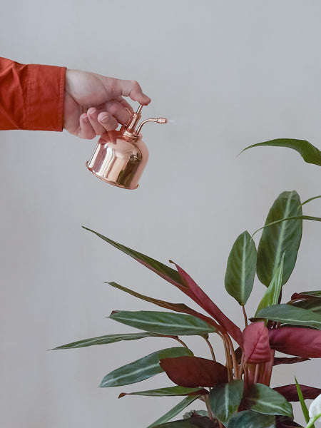 SALE – Dan Cooper Garden