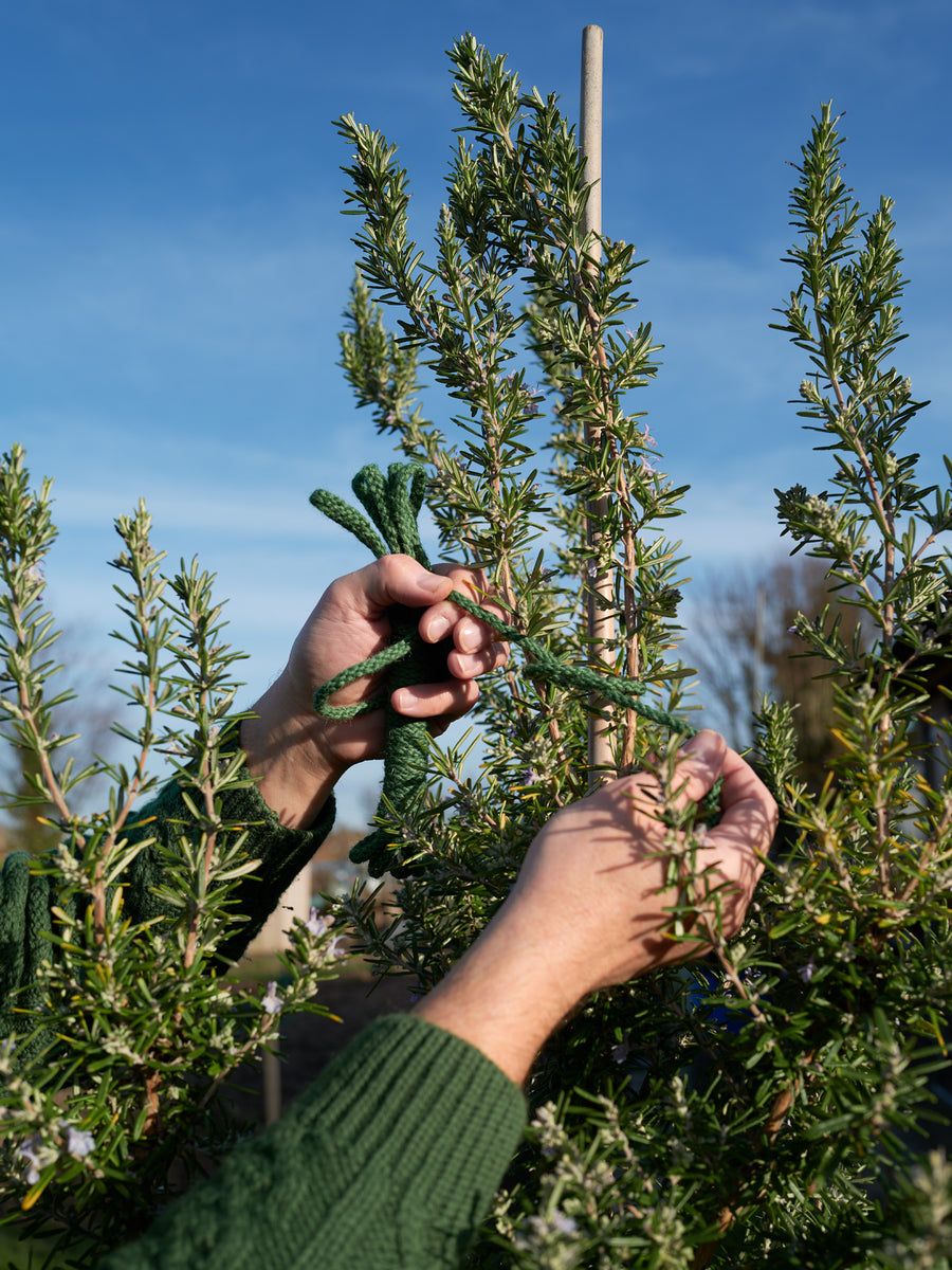 Plant ties and supports – Dan Cooper Garden